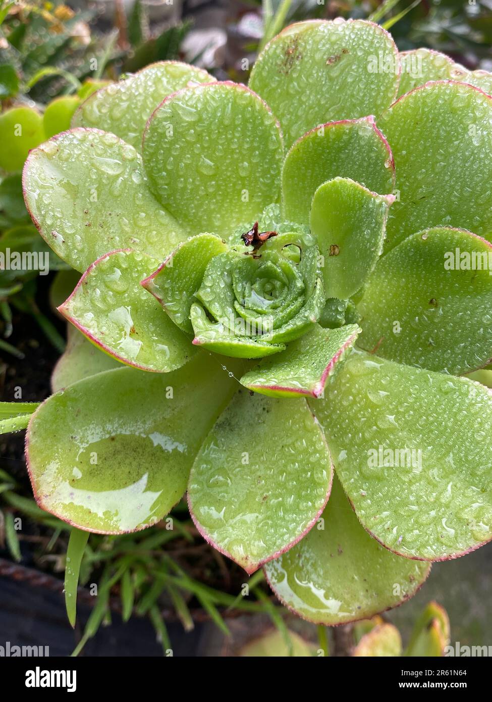 A vibrant green Aeonium canariense plant with red edgings and water ...
