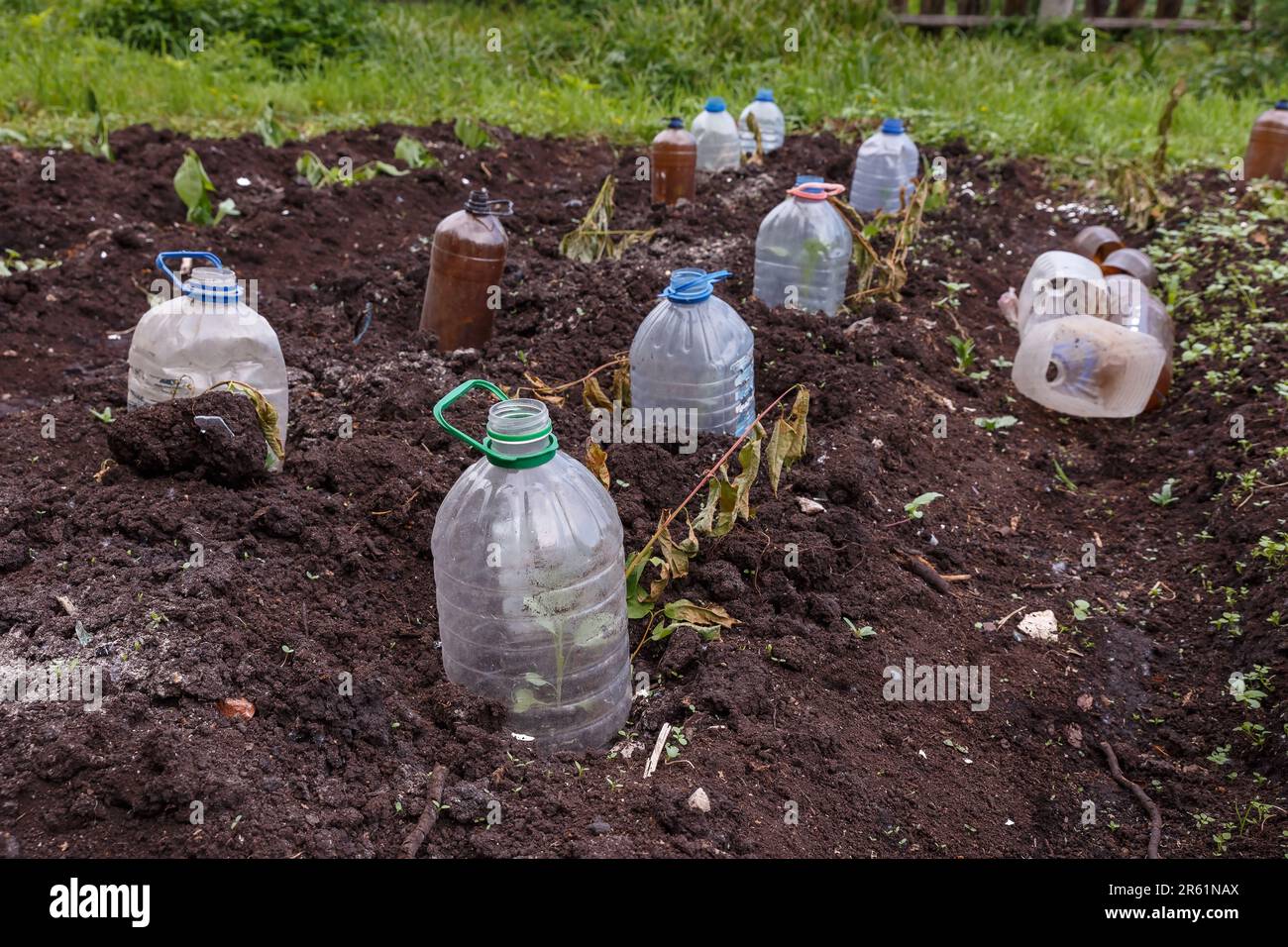 Young plant sprouts covered with a plastic bottle in the vegetable ...