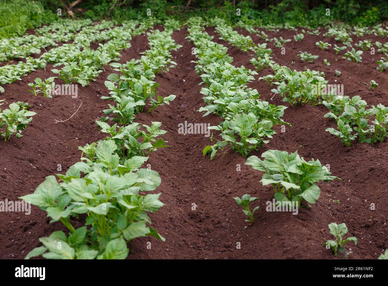 Potato field with rows of young green potatoes growing in rows. potato plantation Stock Photo ...