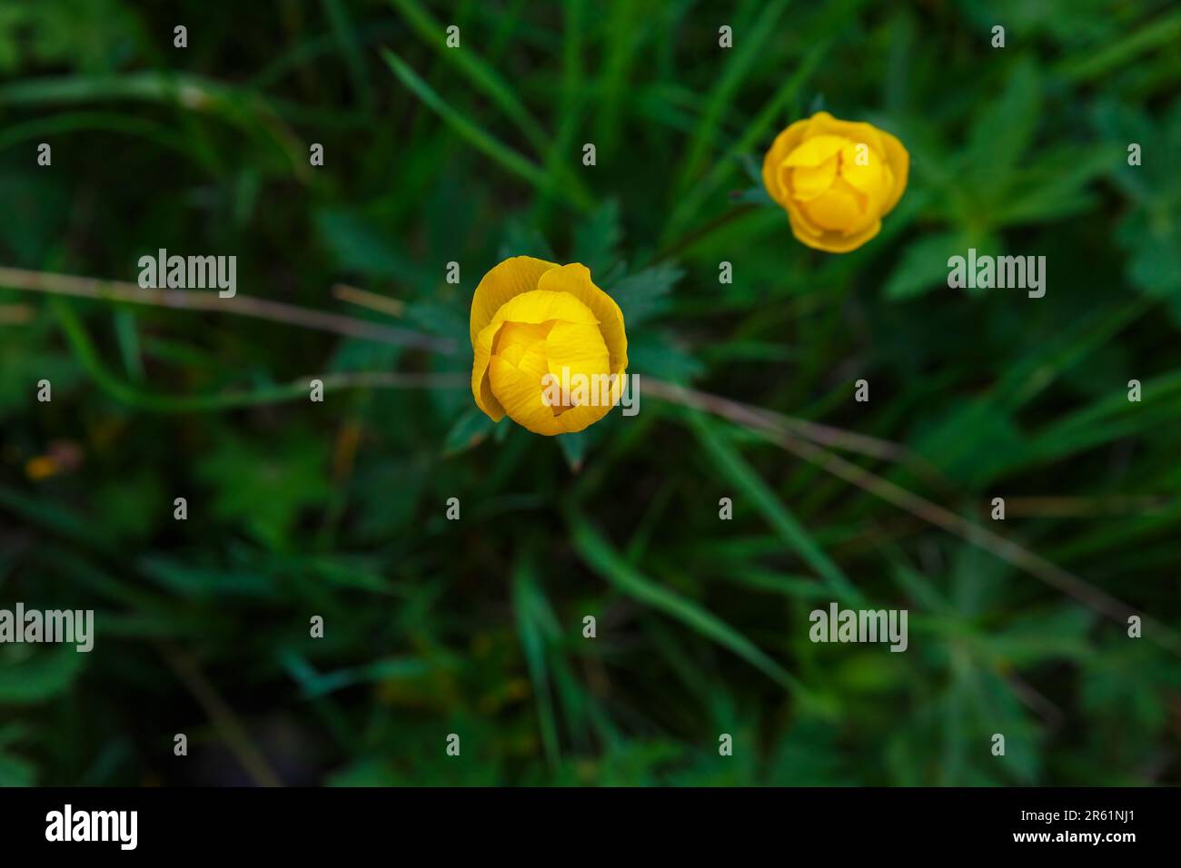 Yellow Trollius europaeus. The common name of some species is ...