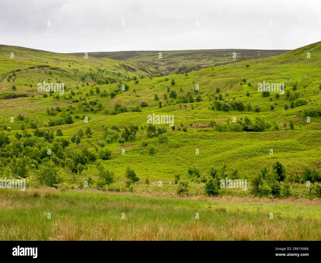 Woodland regeneration at Geltsdale nature reserve near Brampton in the ...
