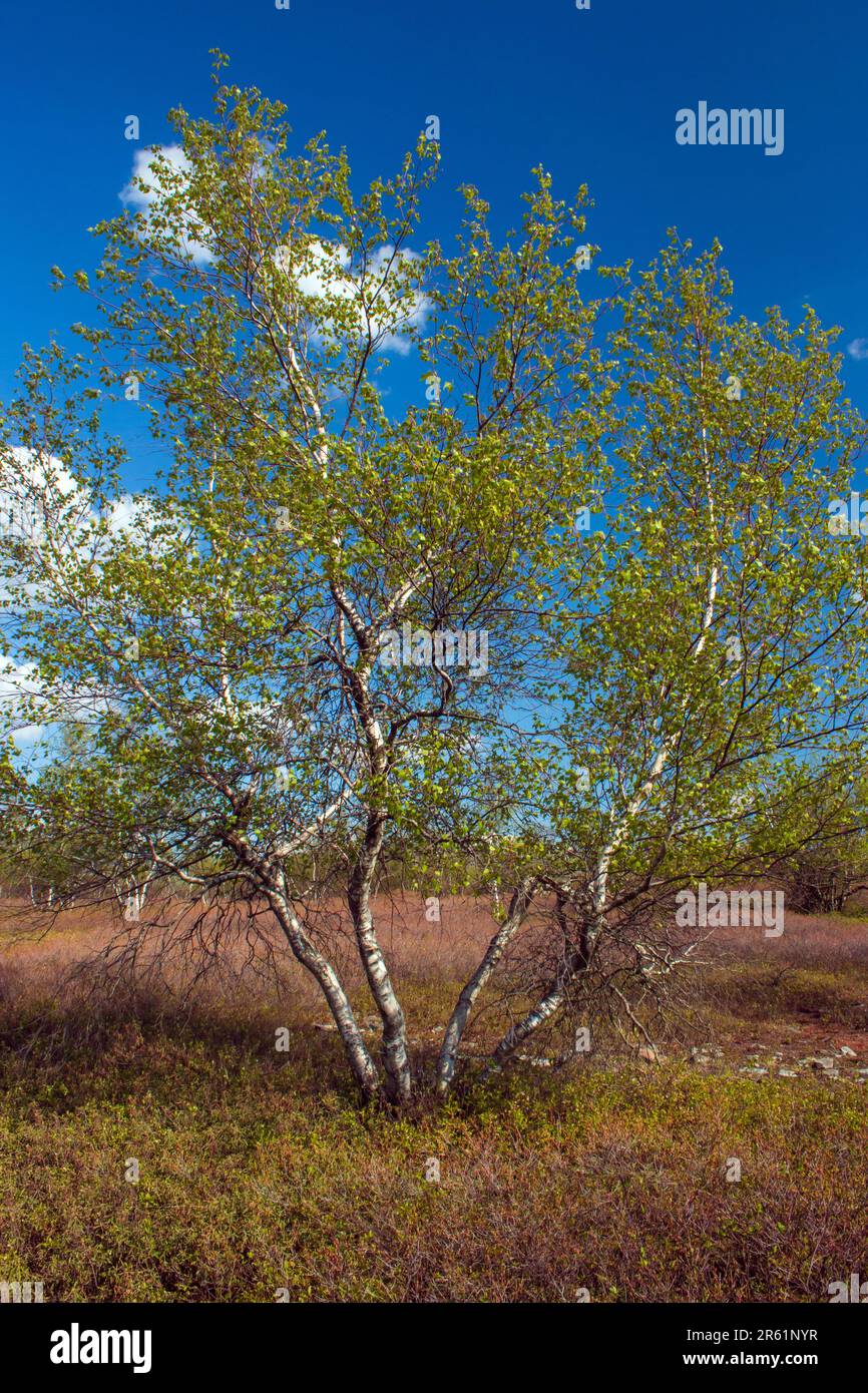 Gray Birch grown on the Moosic Mountain heath barren , Pennsylvania in ...