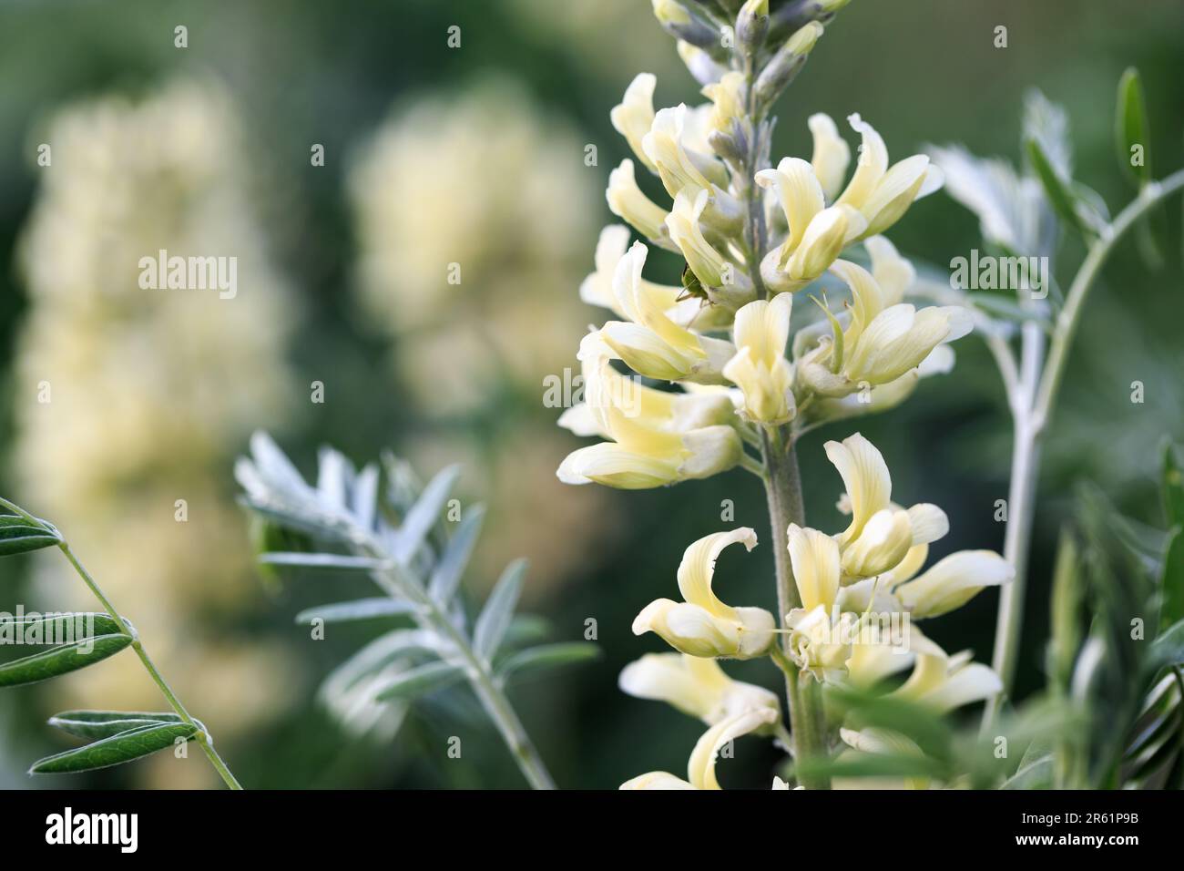 Sophora foxtail, Sophora alopecuroides, Sophora vulgaris, perennial ...