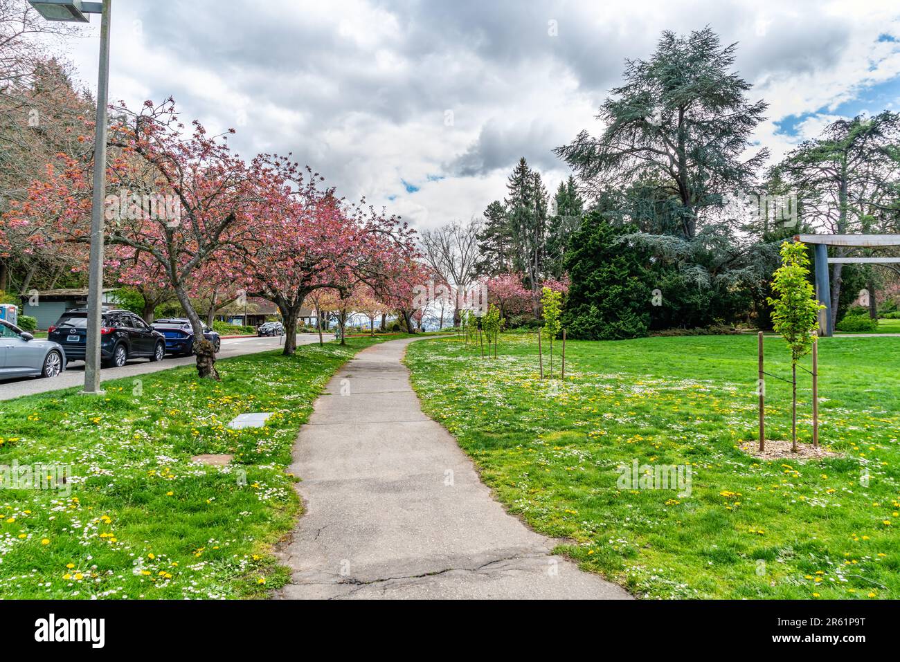 Spring cherry trees at Seward Park in Seattle, Washington Stock Photo ...