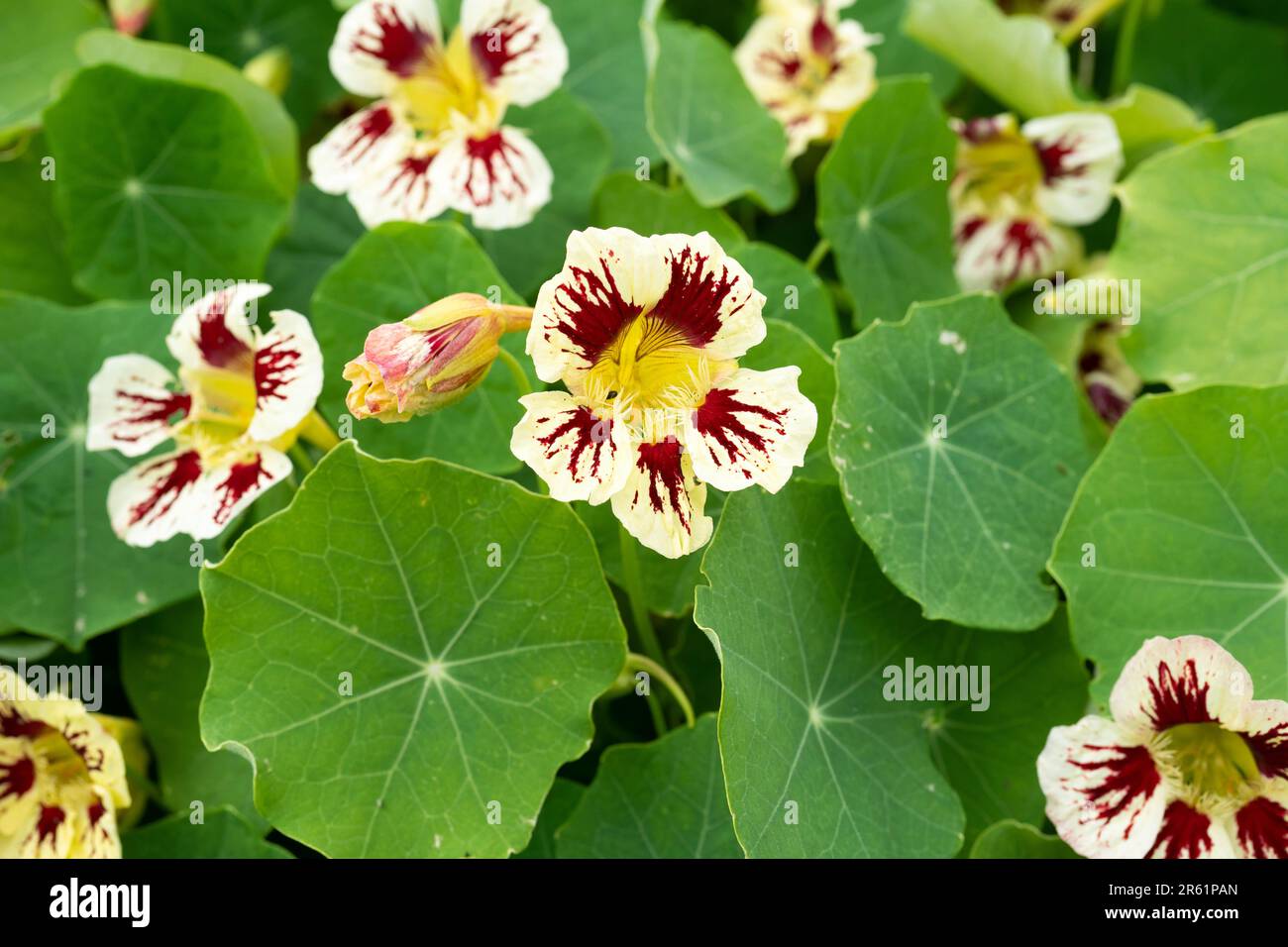 Attractive pretty cream flowers hi-res stock photography and images - Alamy