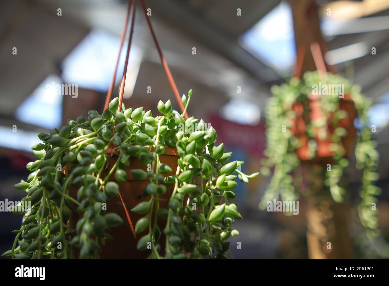 Green suspended ceiling hi-res stock photography and images - Alamy