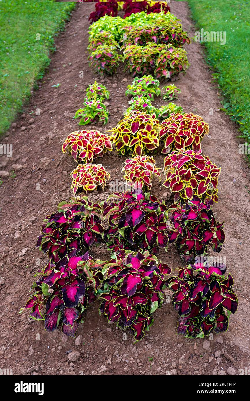 A well manicured flowerbed of colorful coleus plants Stock Photo - Alamy