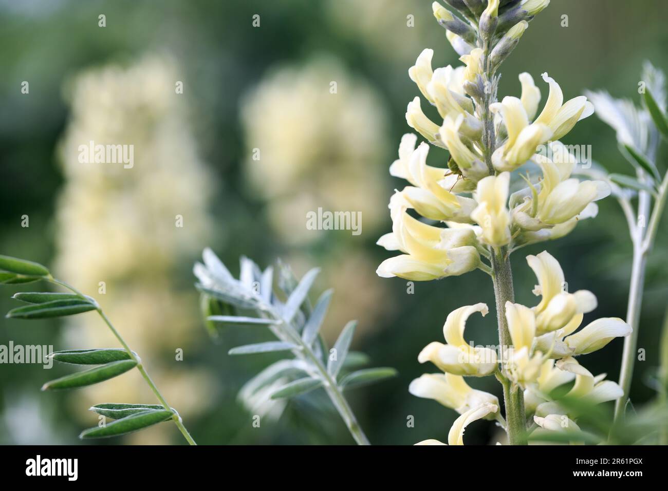 Sophora foxtail, Sophora alopecuroides, Sophora vulgaris, perennial ...