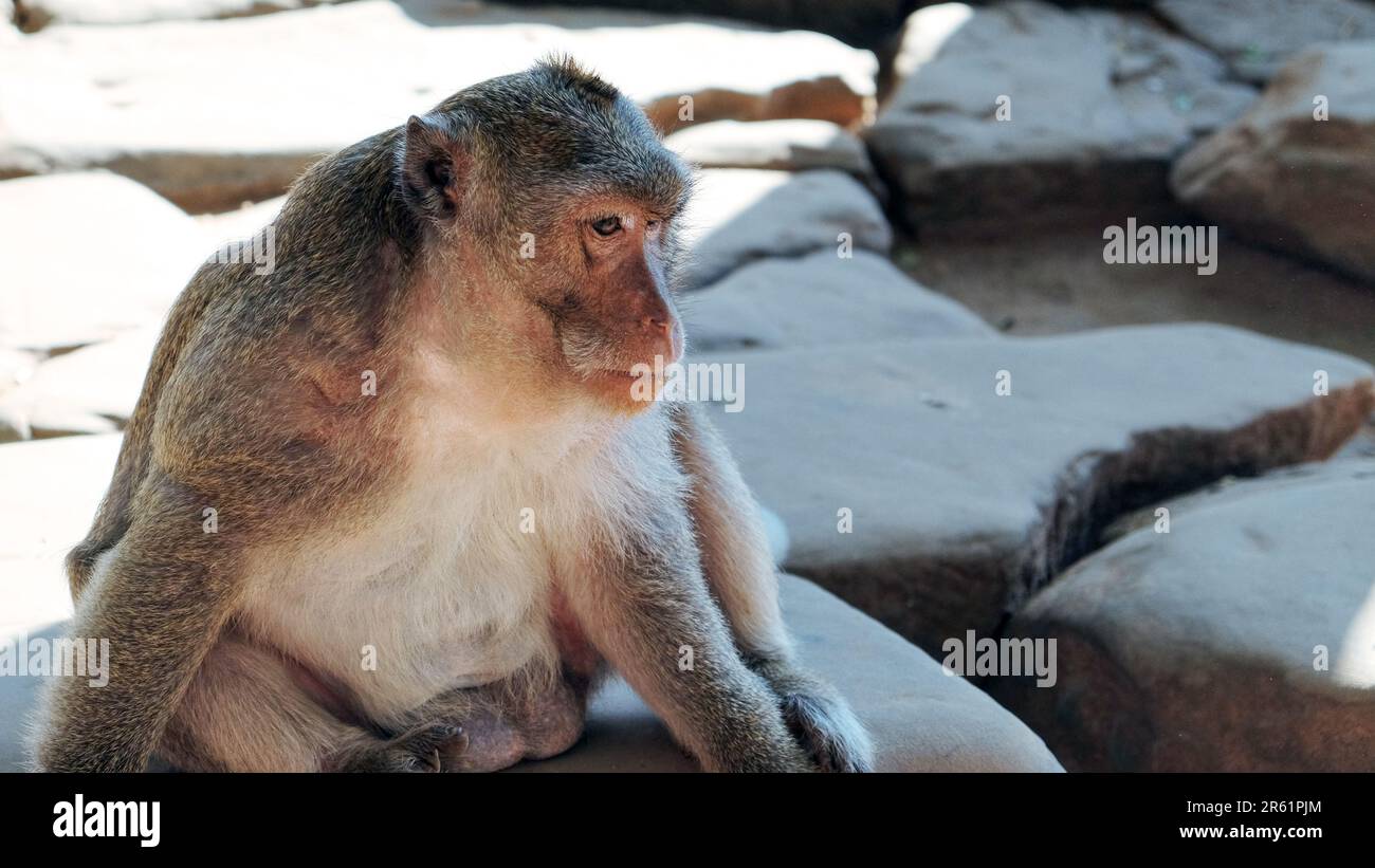 Monkey comfortably seated hi-res stock photography and images - Alamy