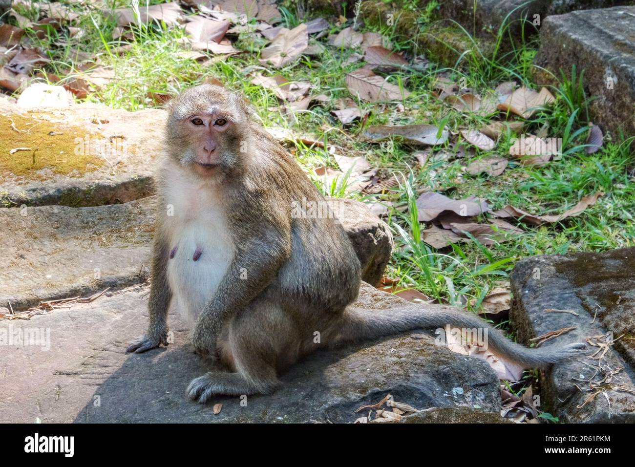 Animal portrait: a fluffy, adorable monkey perched on stone slabs Stock ...