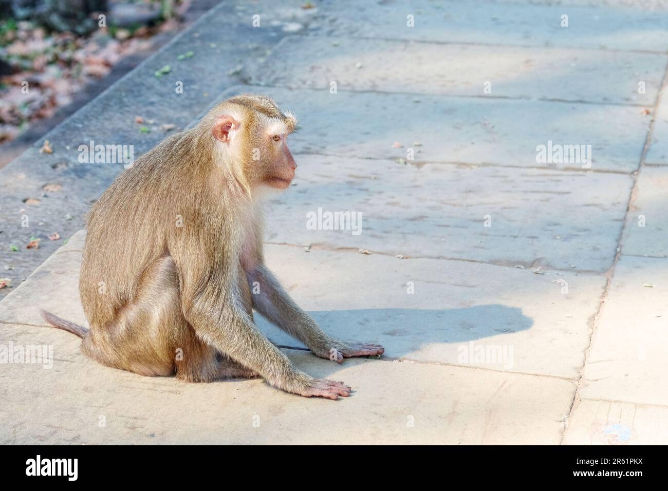 Monkey comfortably seated hi-res stock photography and images - Alamy