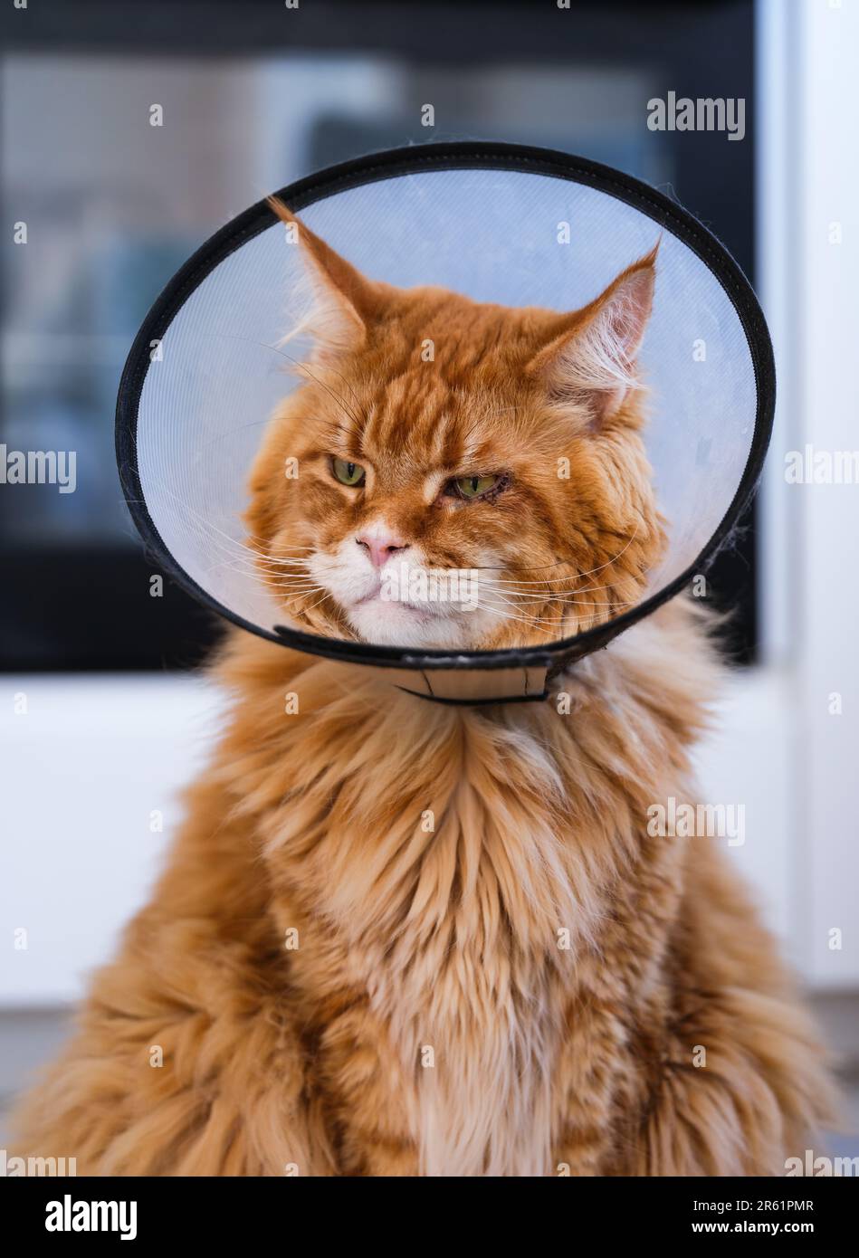 A ginger Maine Coon cat with an Elizabethan collar sitting in a kitchen ...