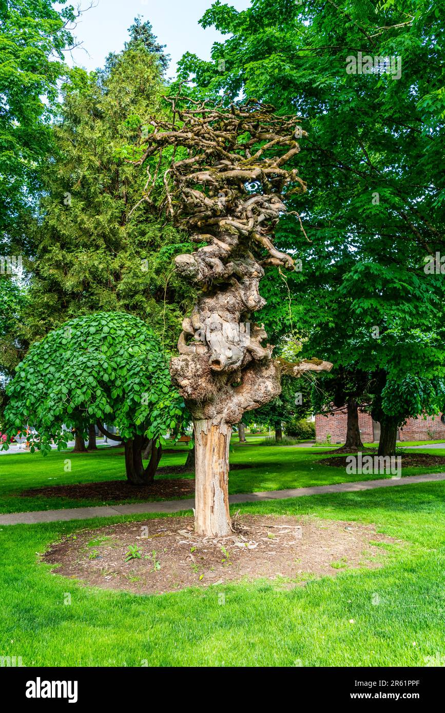 Twisted tree trunk hi-res stock photography and images - Alamy