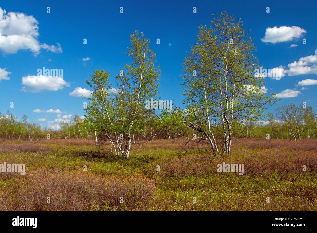 Gray birch betula populifolia hi-res stock photography and images - Alamy
