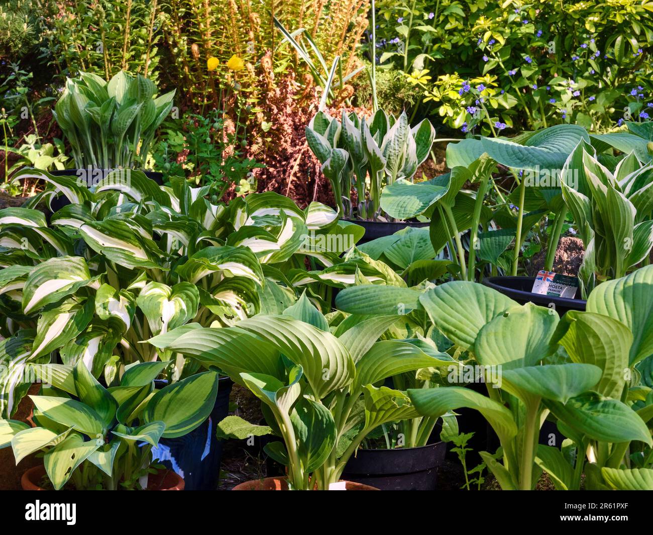 A bright and sunny day in May 2023 and mixed Hostas thrive in North ...