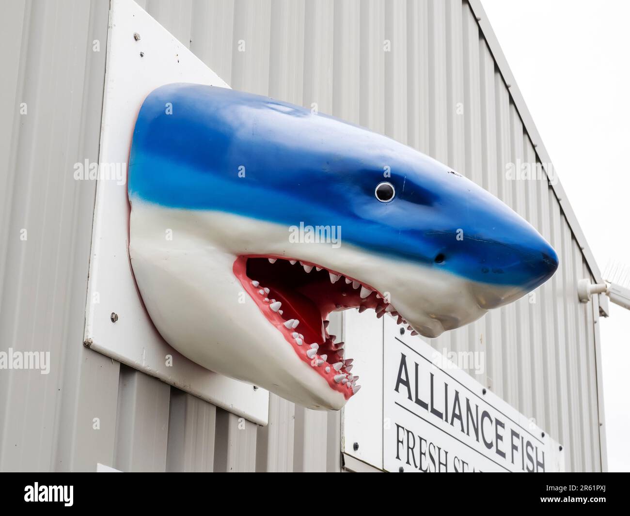A shark model on a fish shop in Amble, Northumberland, UK Stock Photo ...