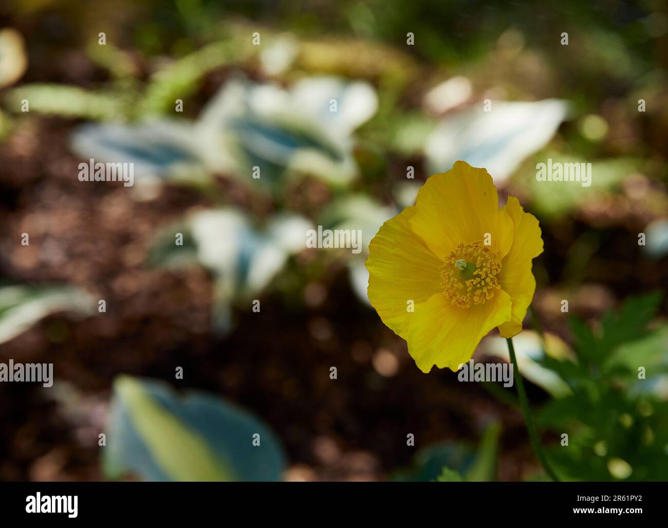 Self seeded yellow Yorkshire poppy growing wild in the moorland ...