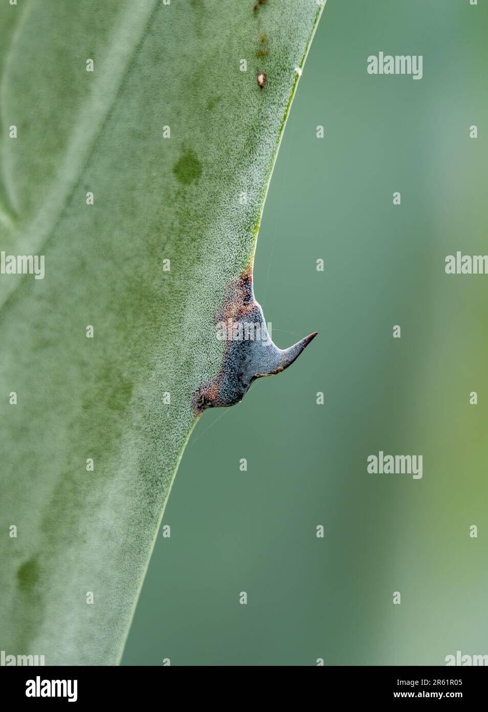 A close-up of a lush green leaf with a withered edge Stock Photo - Alamy