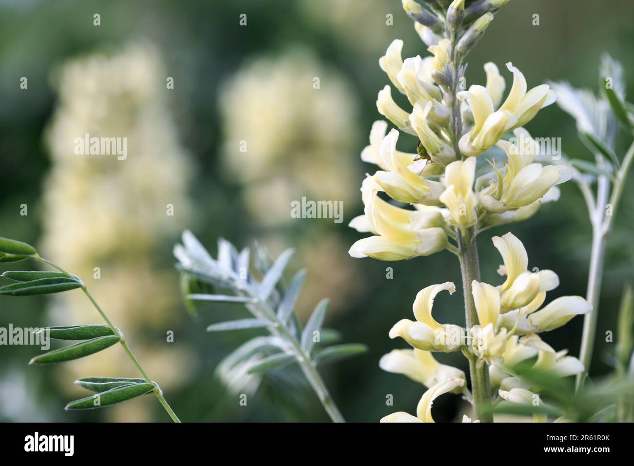 Sophora foxtail, Sophora alopecuroides, Sophora vulgaris, perennial ...