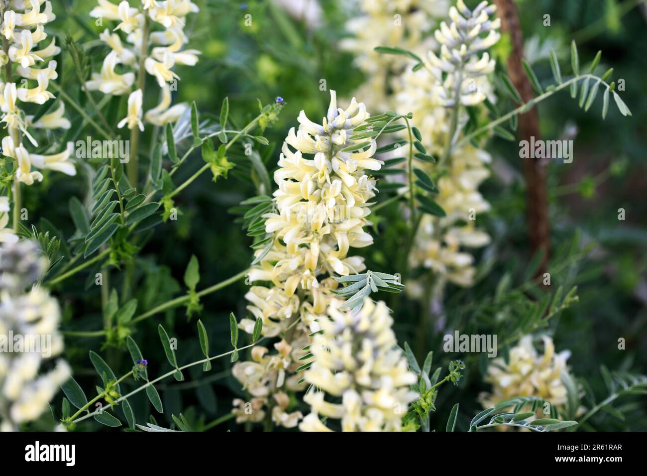 Sophora foxtail, Sophora alopecuroides, Sophora vulgaris, perennial ...