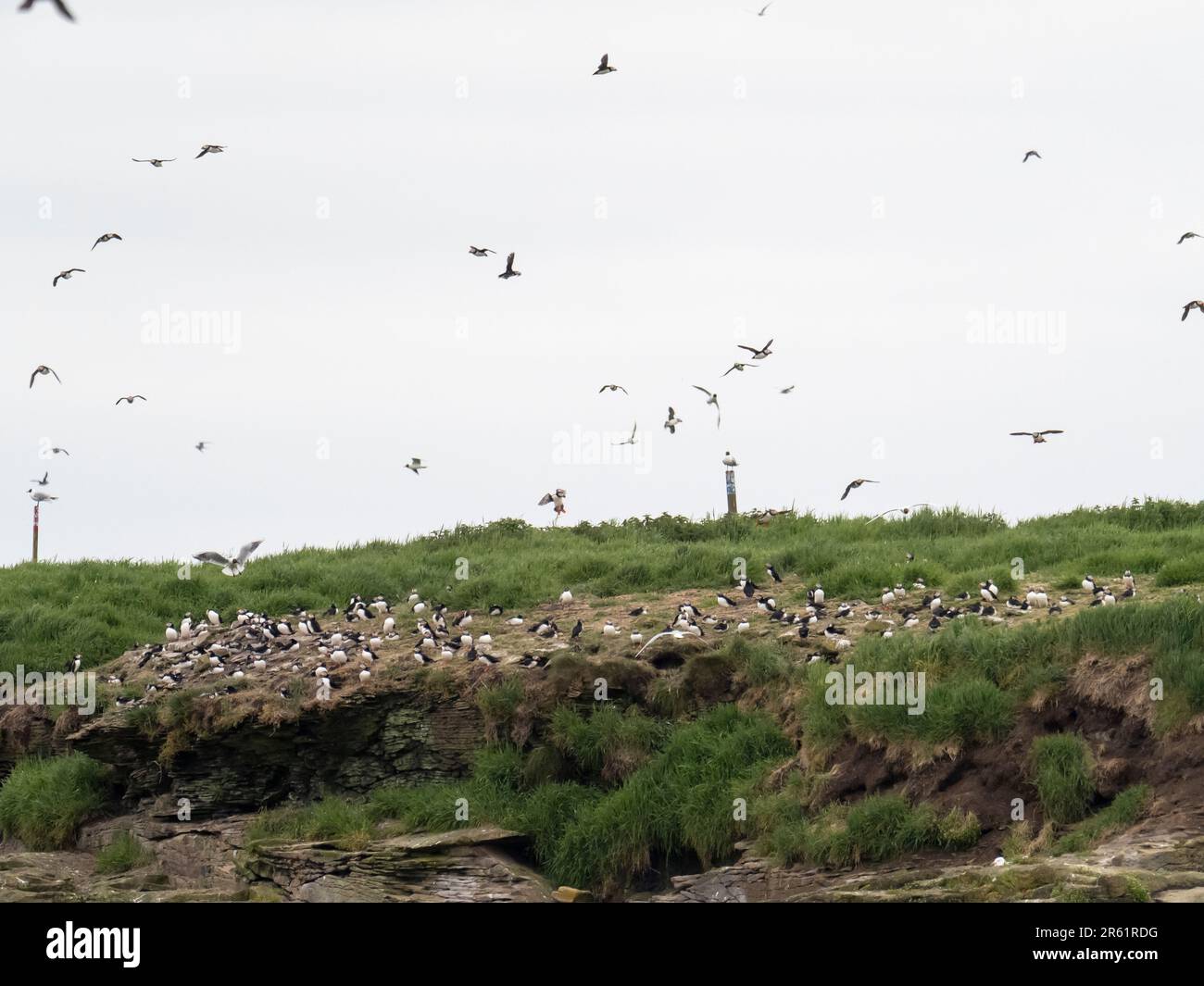 Amble puffin hi-res stock photography and images - Alamy