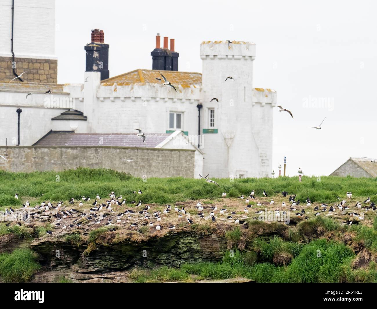 Amble puffin hi-res stock photography and images - Alamy