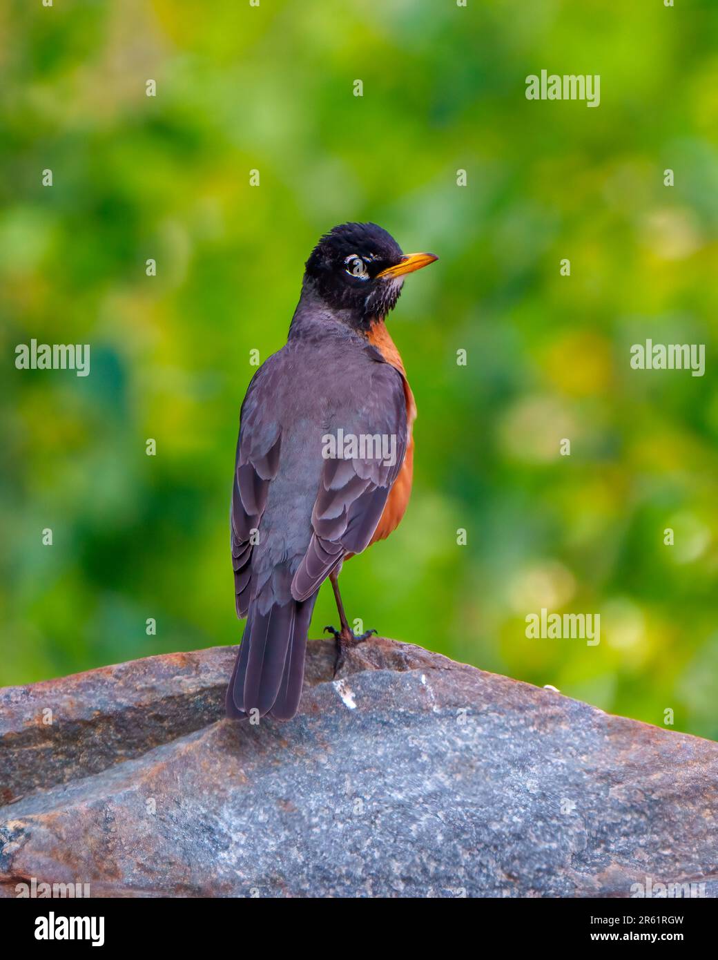 American Robin close-up rear view standing on a rock with a green blur ...