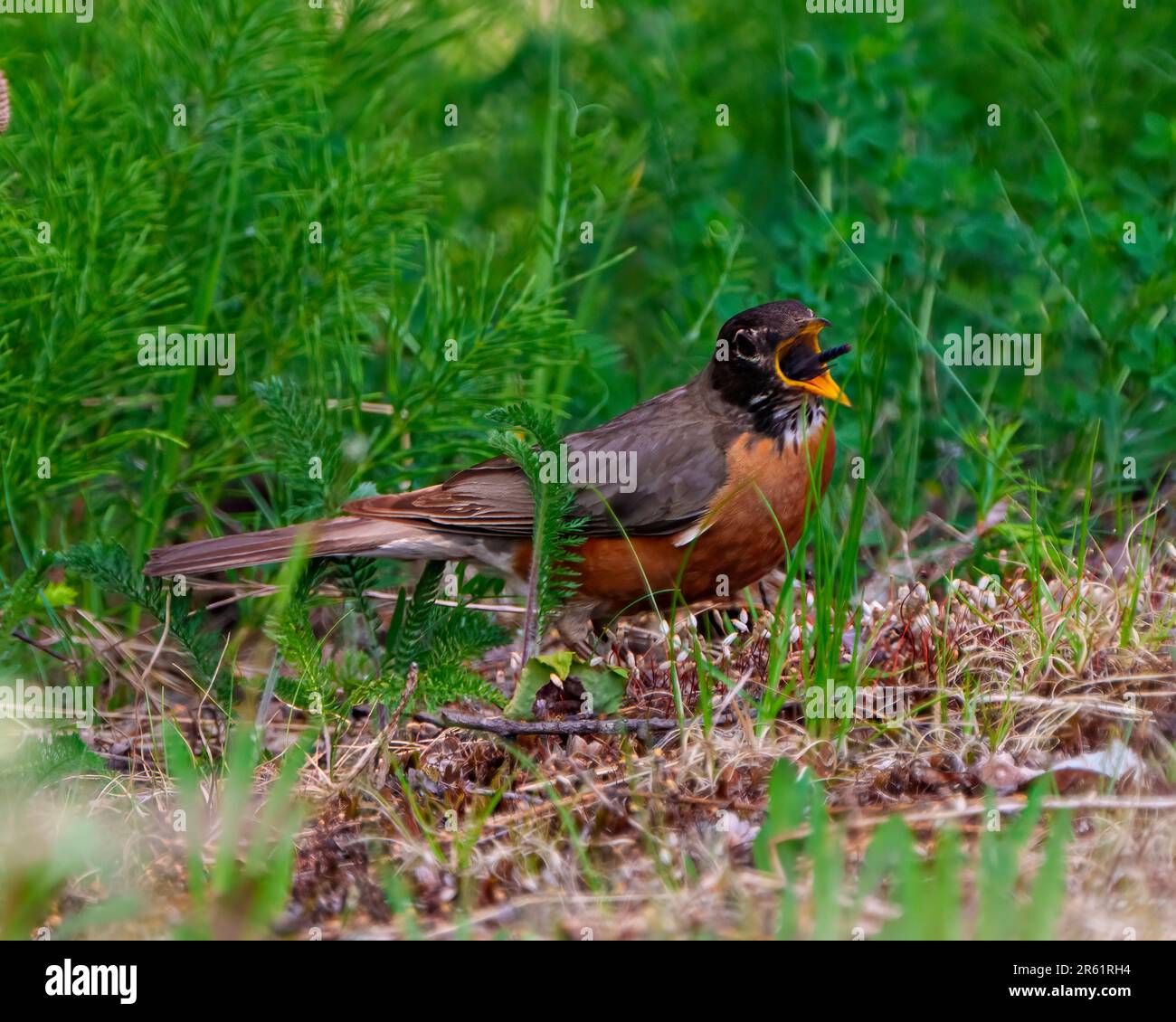American Robin close-up side view, standing on ground with a dragonfly ...