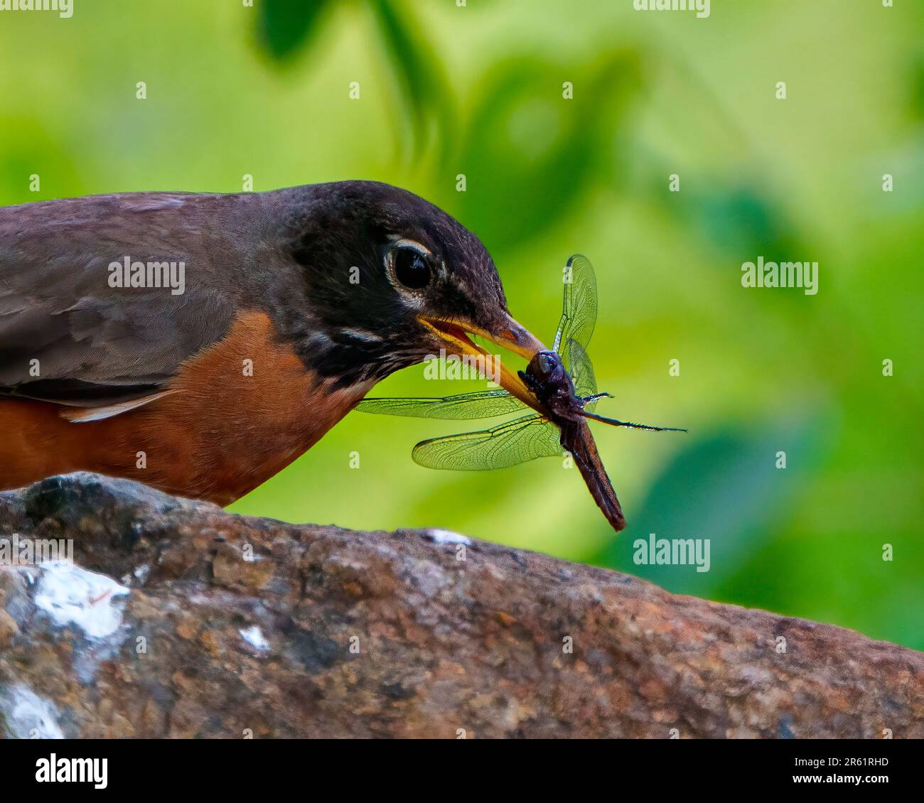 American Robin head close-up side view, standing on a rock eating a ...