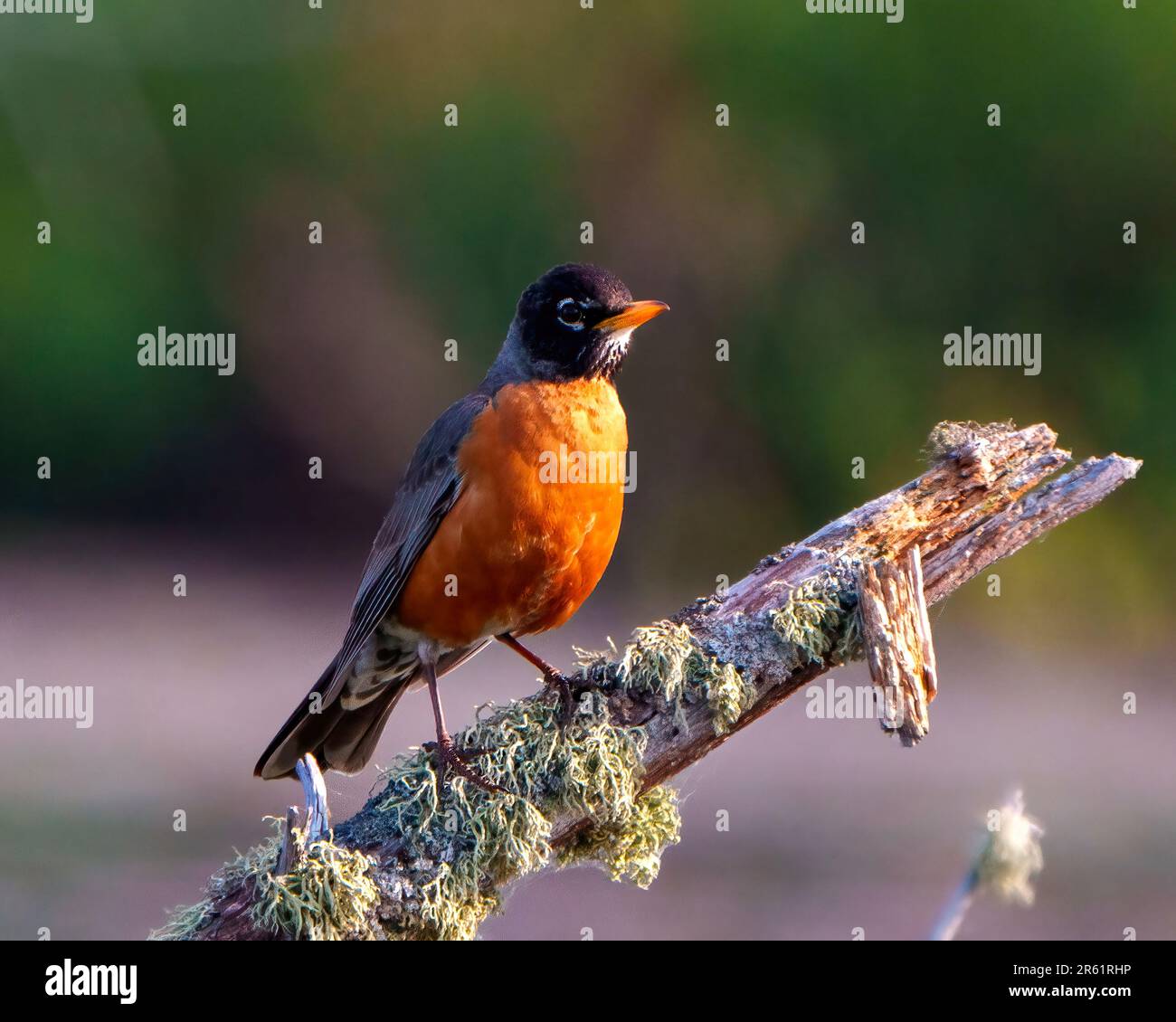 American Robin perched on a moss branch with colourful background in ...