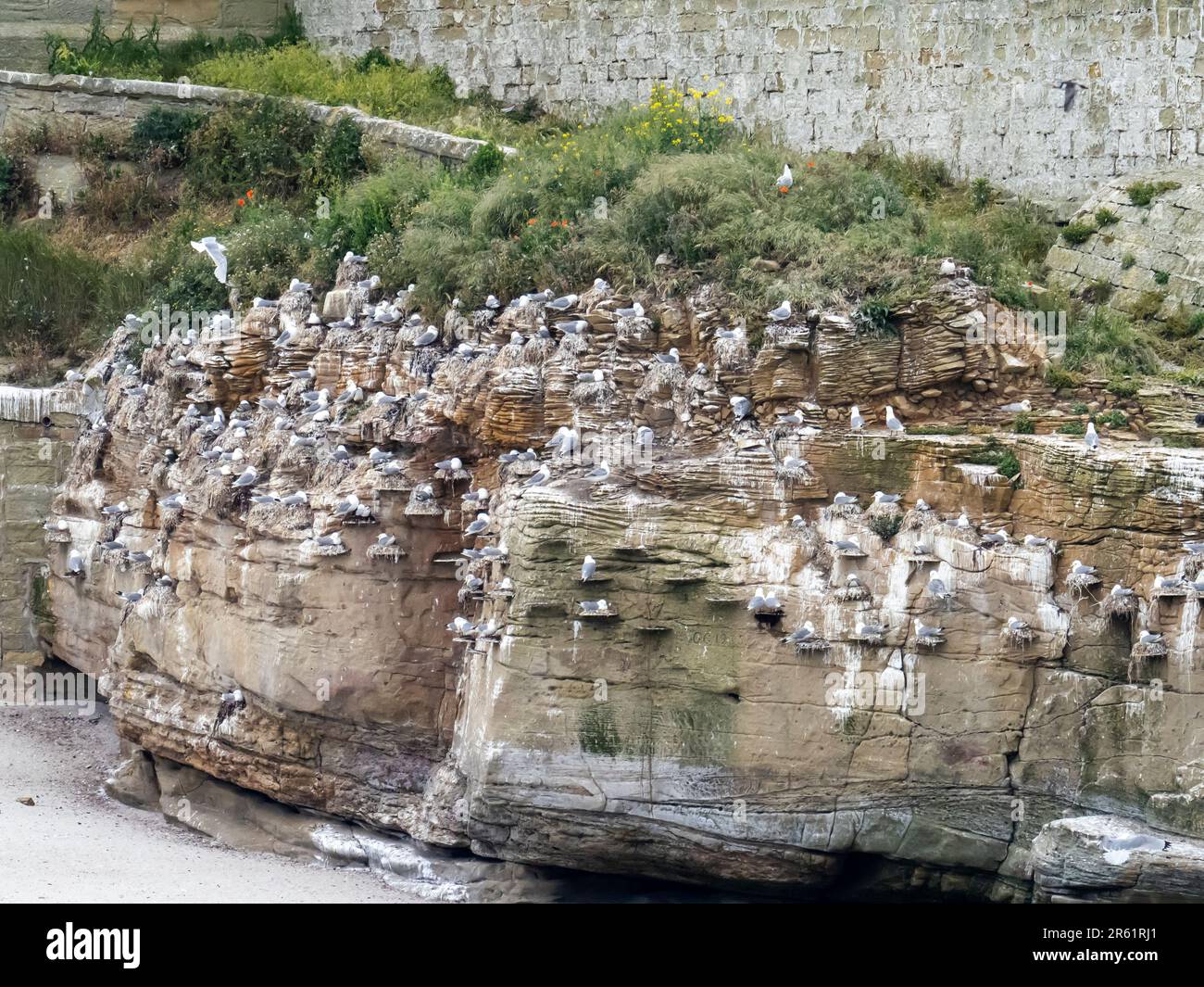 A colony of Black Legged Kittiwake, Rissa tridactyla using artificial ...