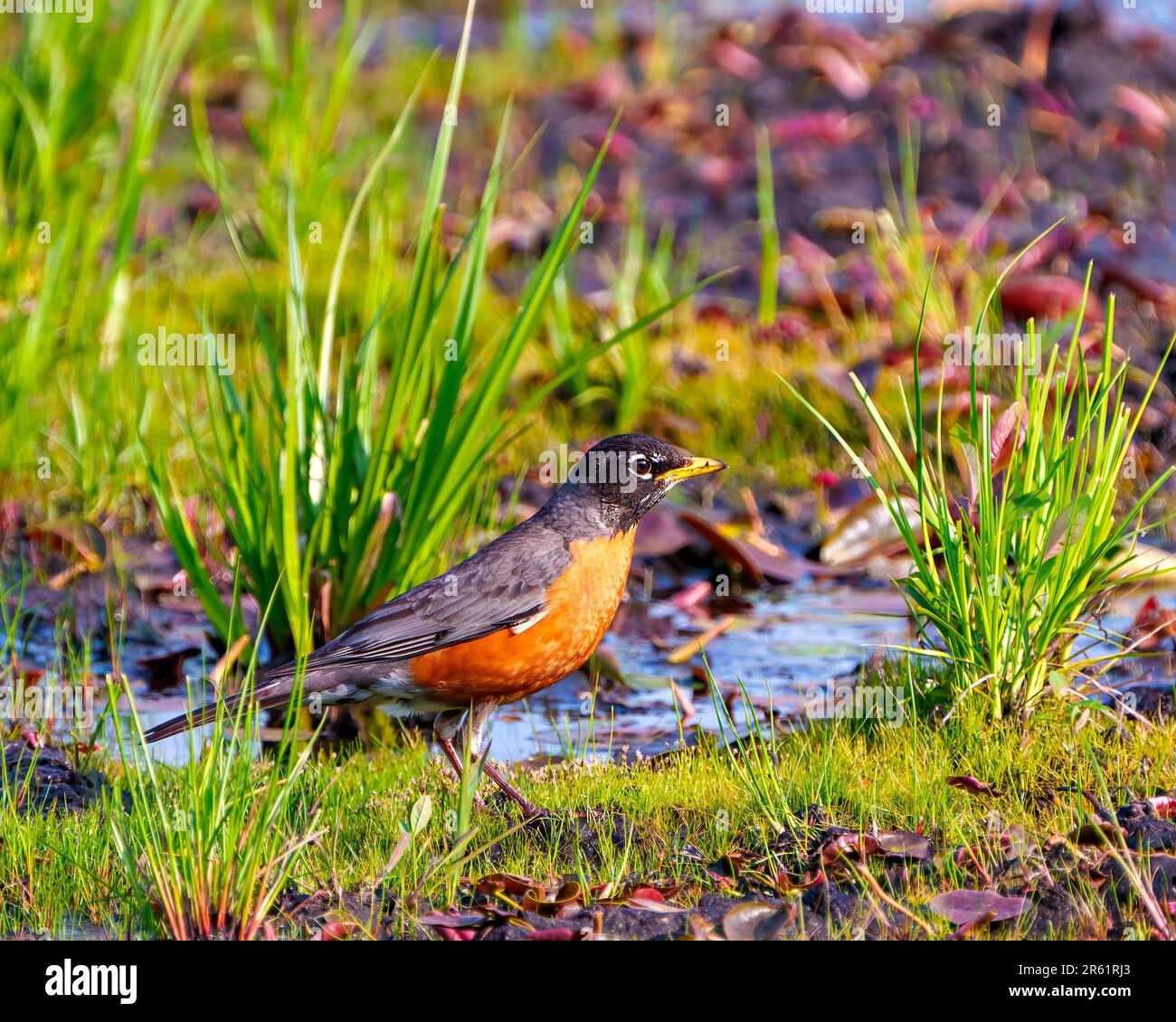 American Robin standing in marsh grass ground and foraging for food in ...