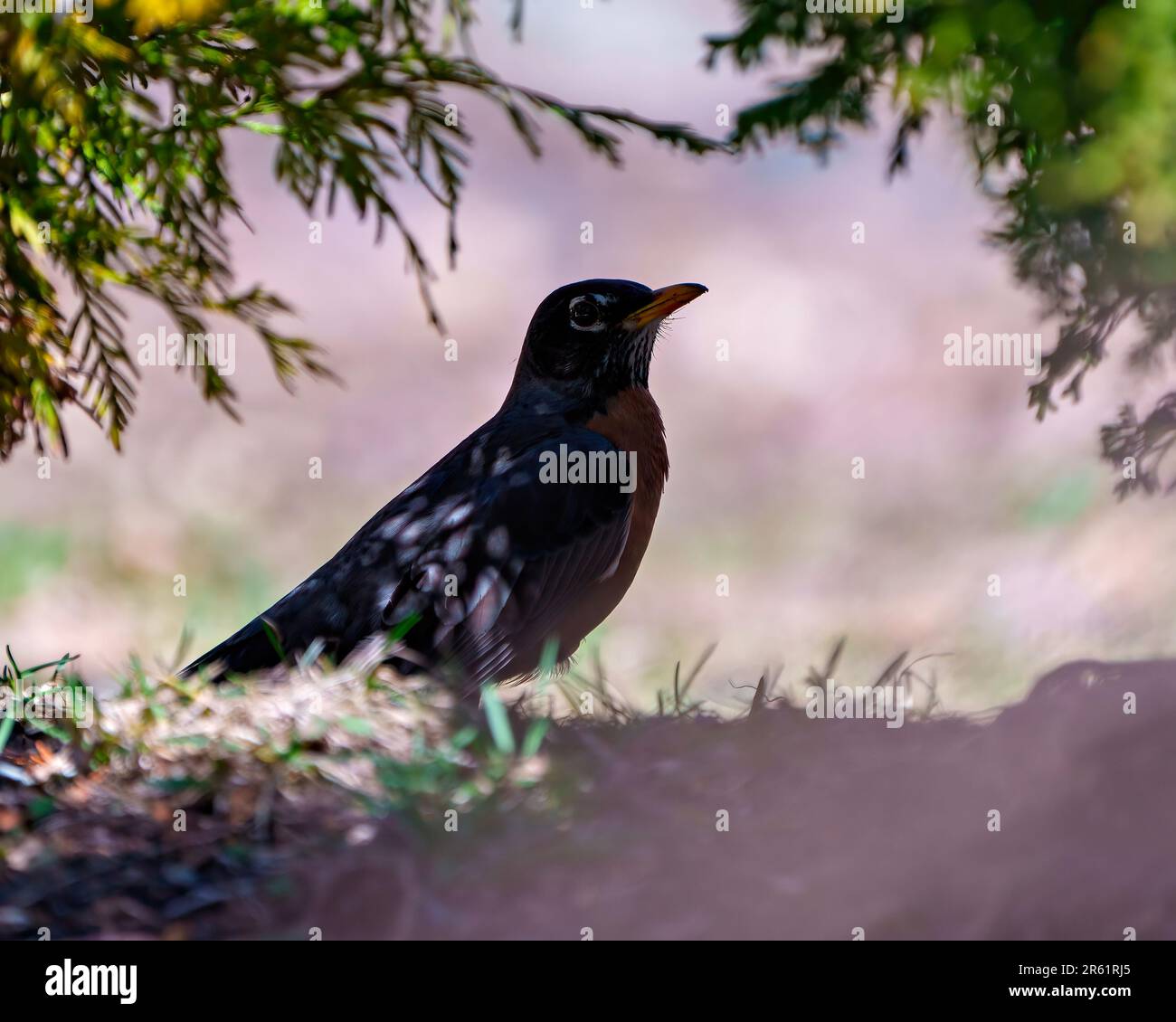 American Robin silhouette standing on ground and blur background in its ...