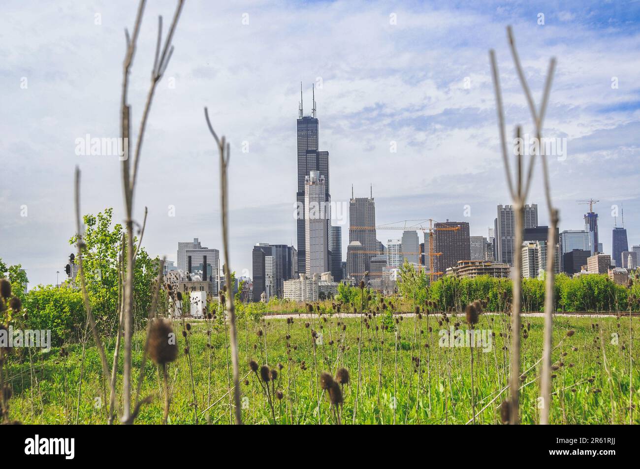 Chicago skyline visible through tall grassy field in Illinois, USA ...