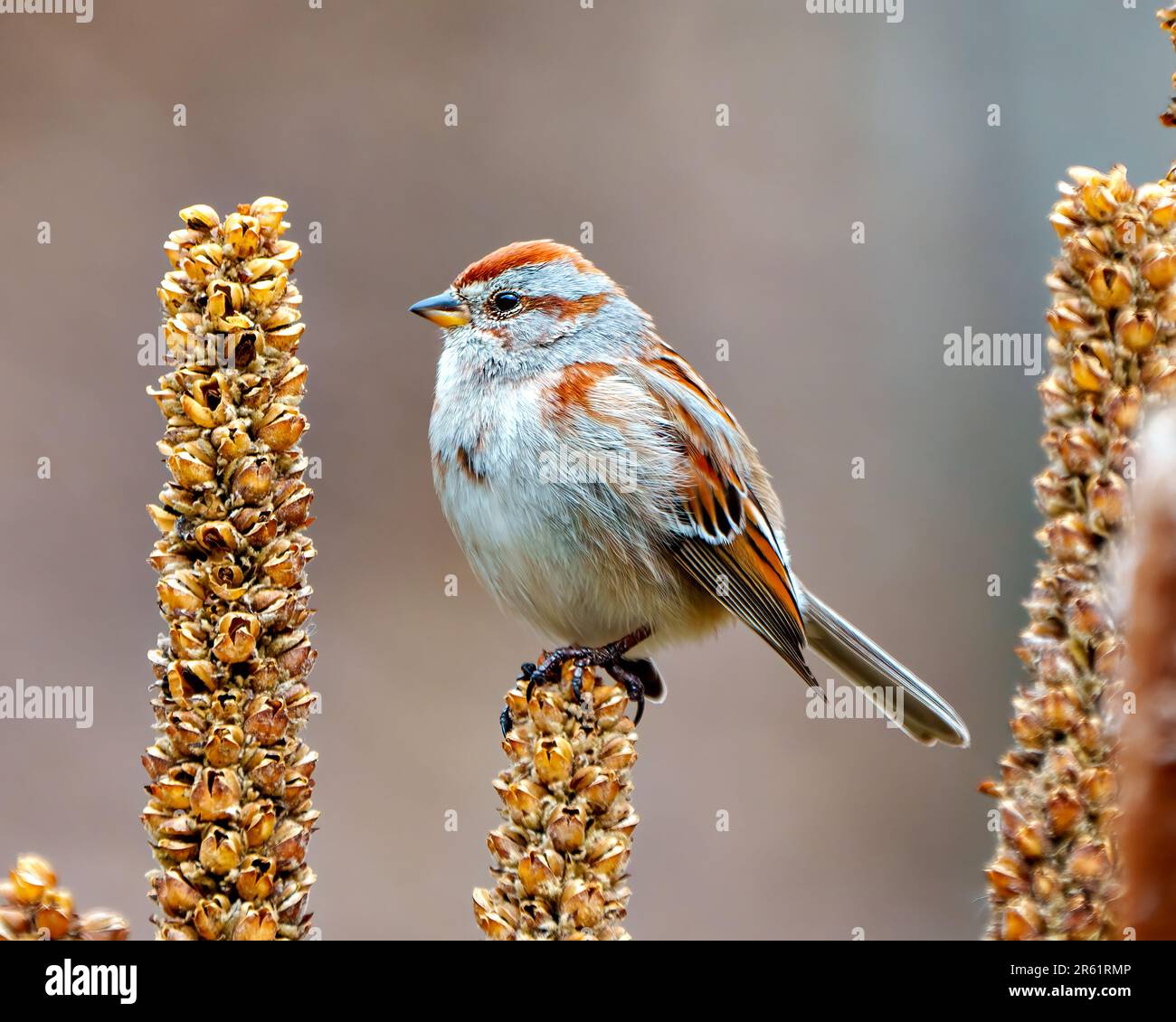 American Tree Sparrow close-up side view perched dried mullein stalks ...