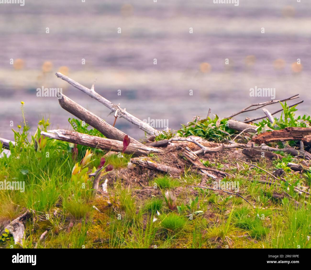 Beaver lodge in a marsh environment in the summer time. with lily pads ...