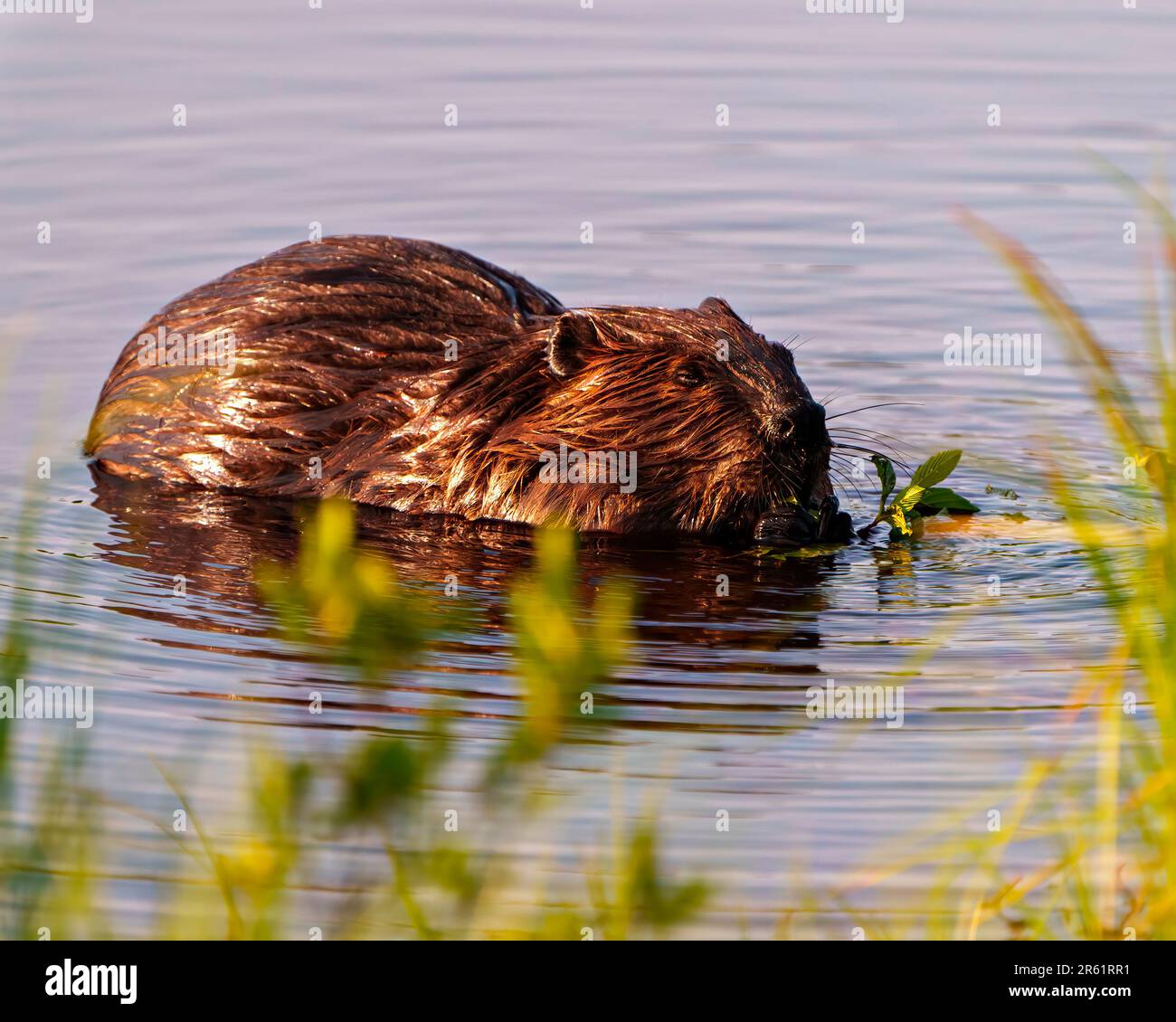 Beaver close-up view eating a branch in the water and enjoying its ...