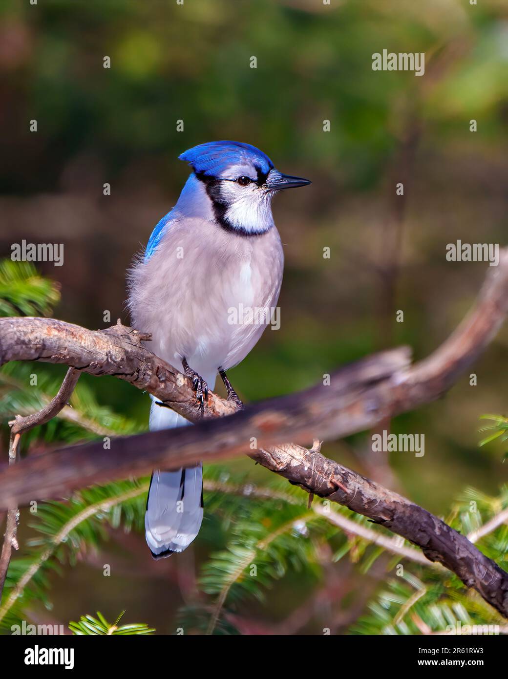 Blue Jay close-up front view perched on a branch displaying blue colour feather plumage with ...