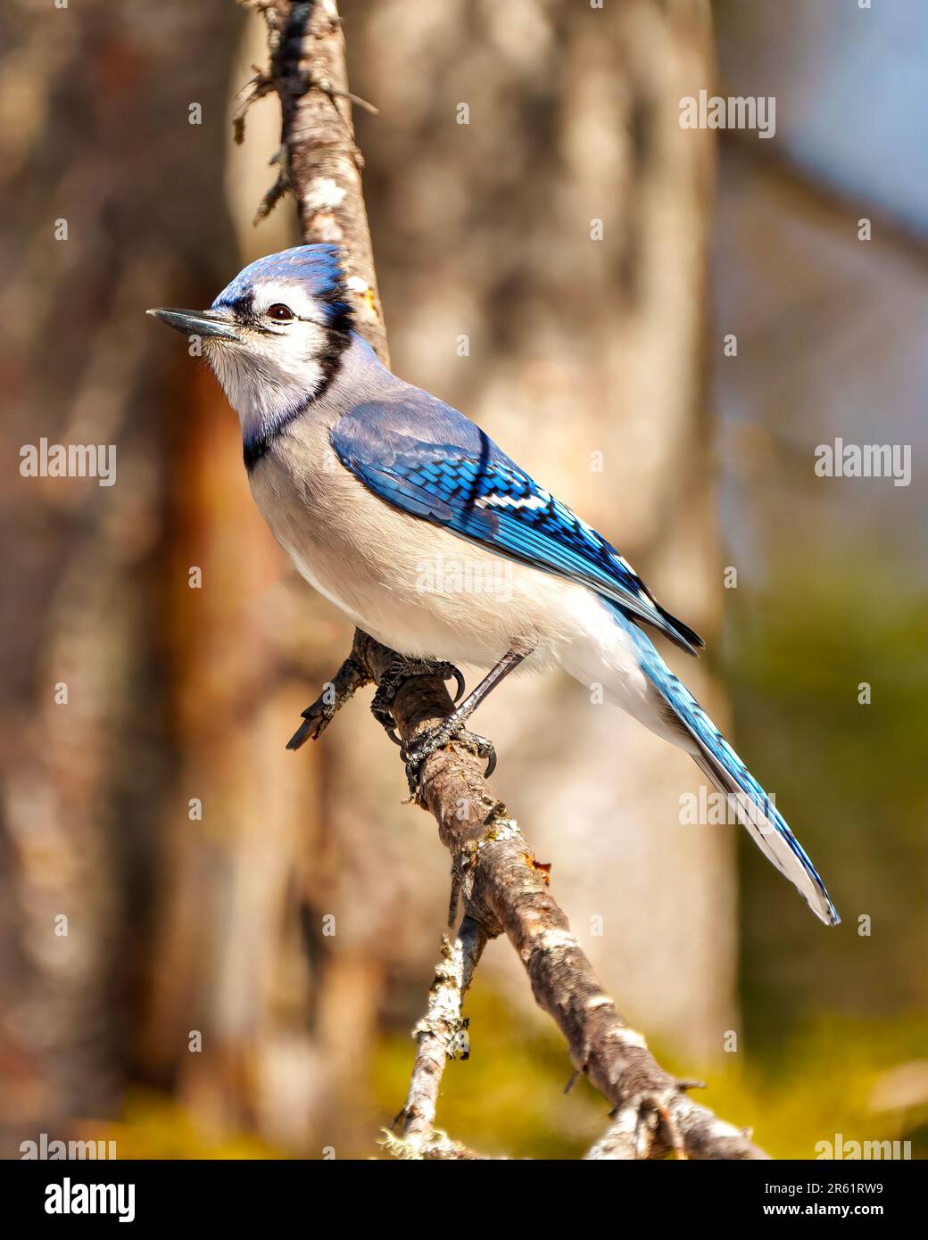 Blue Jay close-up side view perched on a tree branch with a forest blur background in its ...
