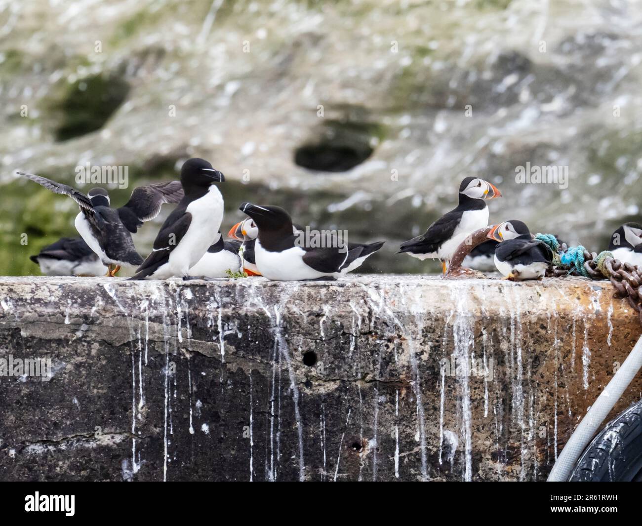 Amble puffin hi-res stock photography and images - Alamy