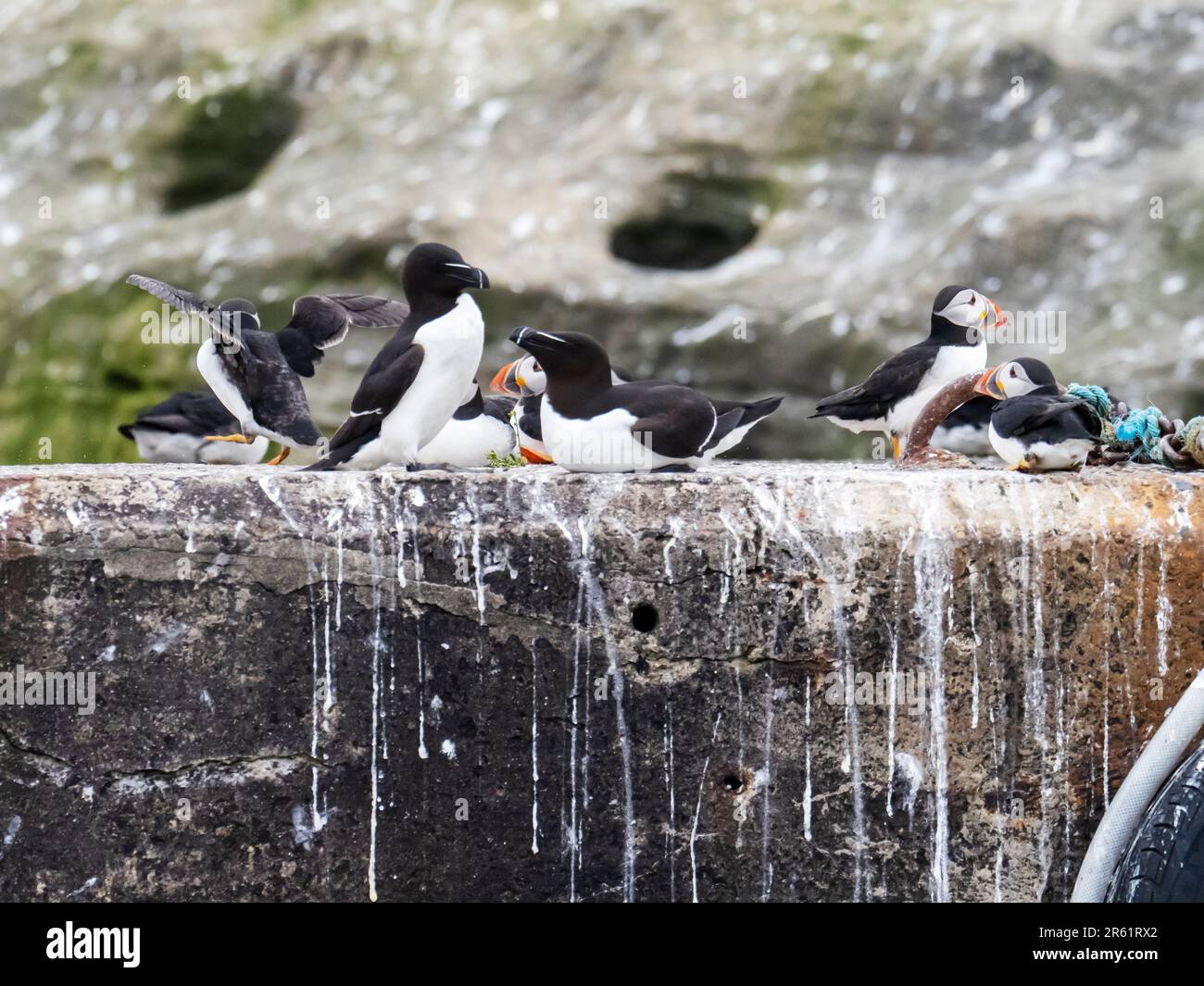 Amble puffin hi-res stock photography and images - Alamy