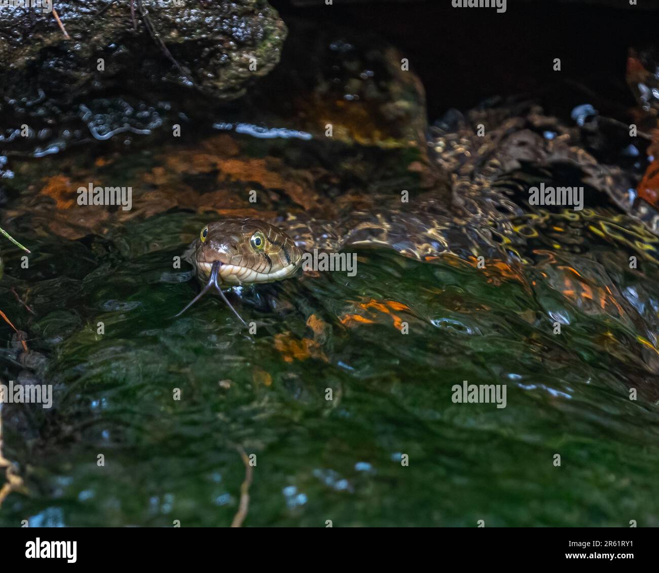 A snake swimming in water Stock Photo - Alamy