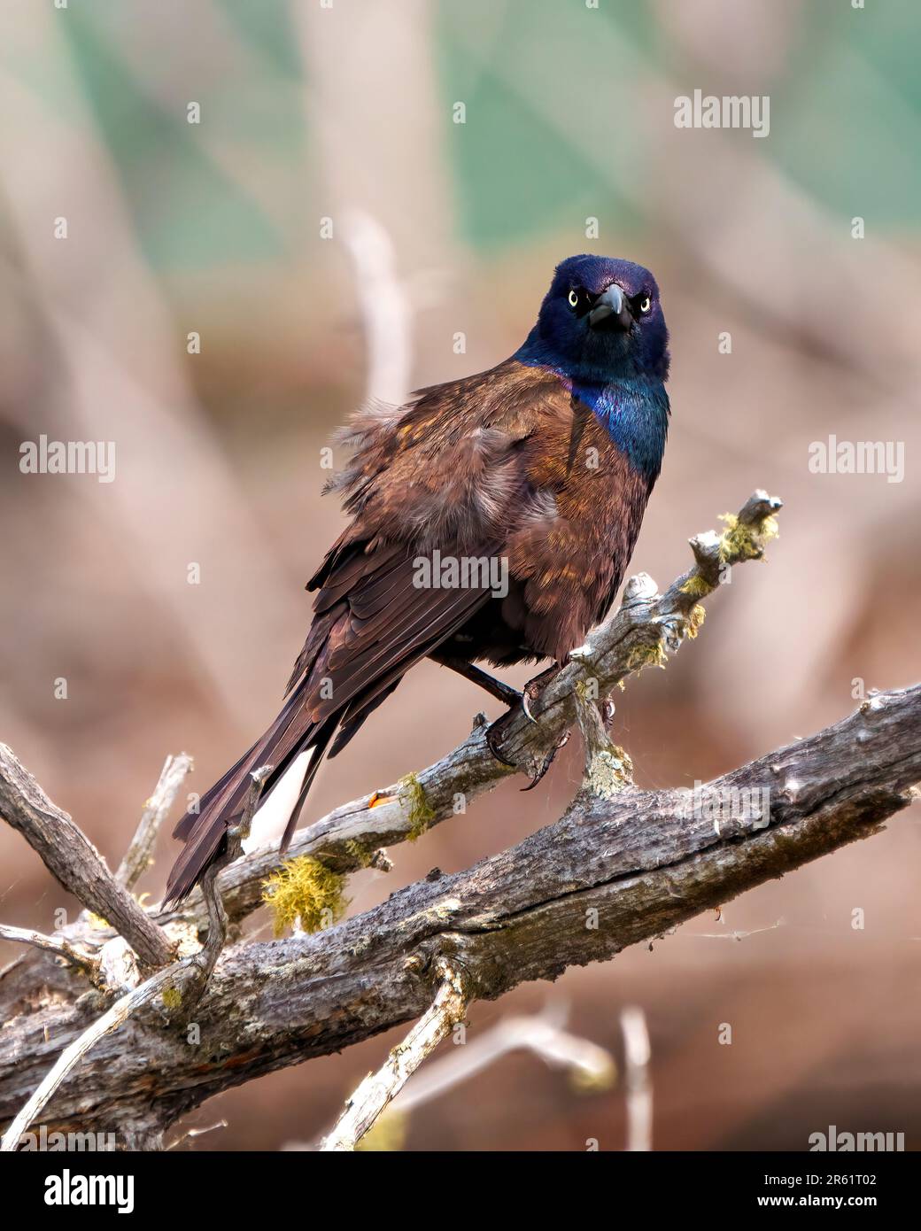 Common Grackle close-up side view perched on moss branch with blur ...