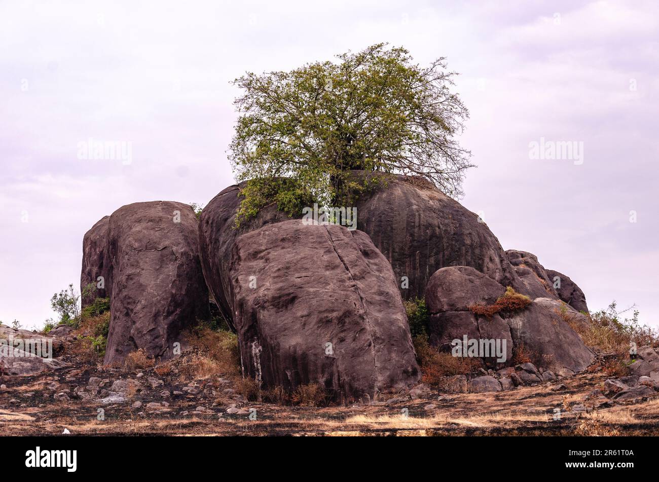 Survival instinct hi-res stock photography and images - Alamy