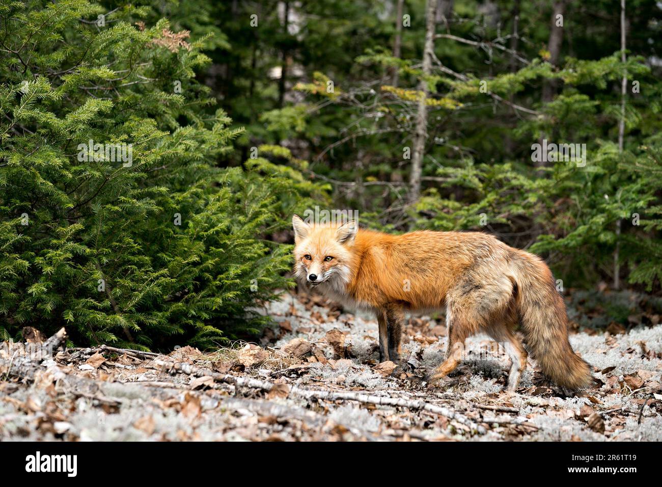 Red fox close-up side view in the spring season displaying fox tail ...