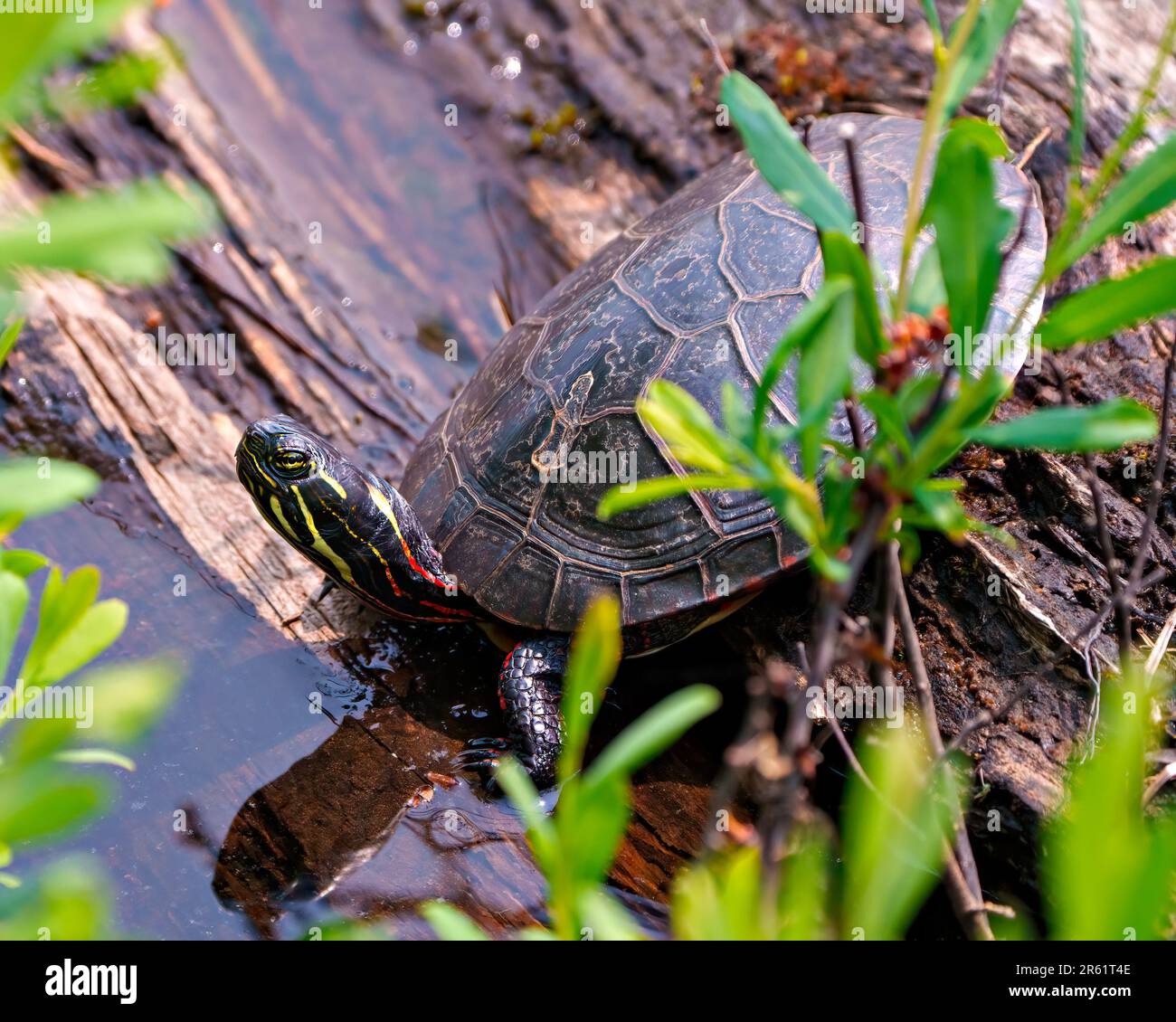 Painted turtle resting on a moss log in the pond with lily water pad ...