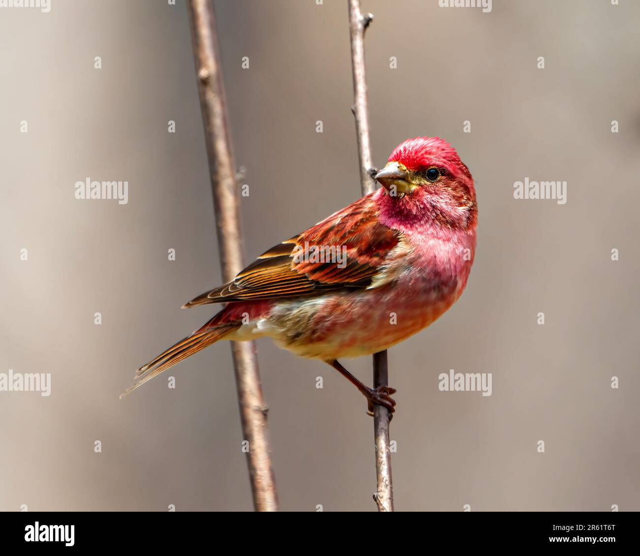 Finch male close-up side view, perched on a branch displaying red ...