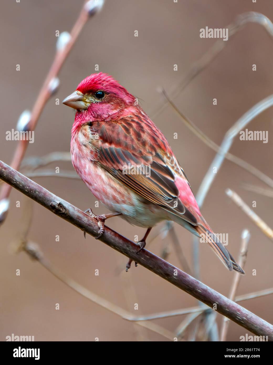 Picture of a finch hi-res stock photography and images - Alamy