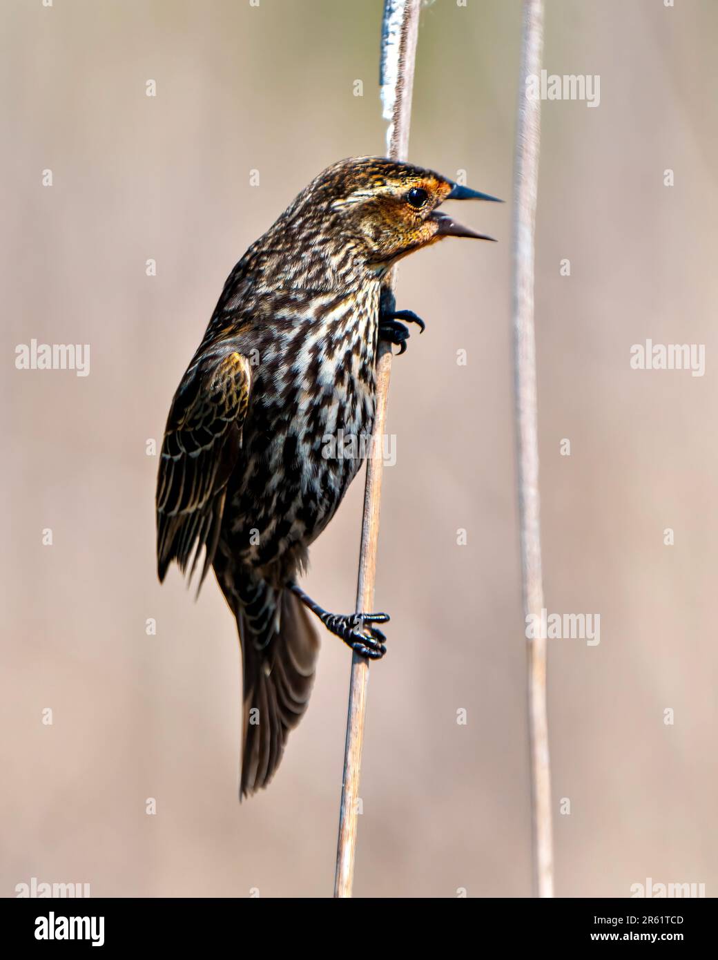 Red-Winged Blackbird female close-up side view, perched on a twig with ...