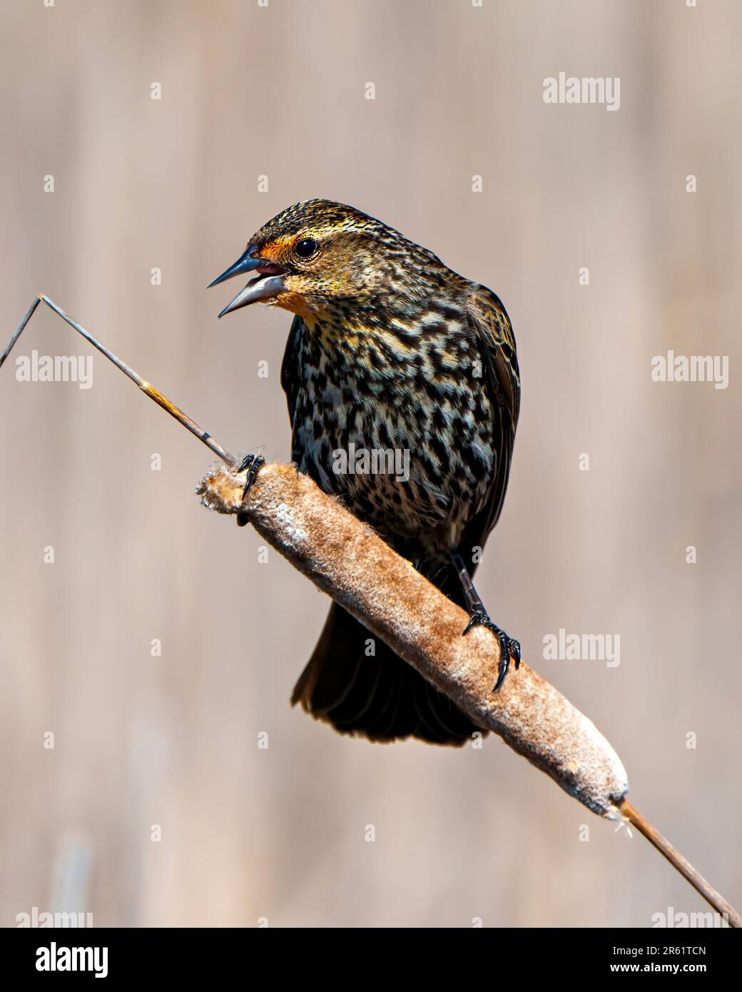 Red-Winged Blackbird female close-up front view, perched on a cattail ...